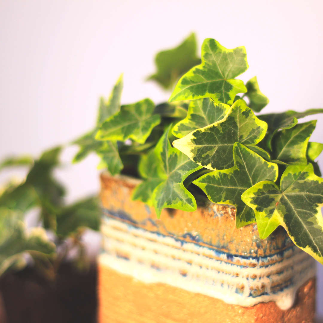 Planta Hedera Trinity – Plantaku