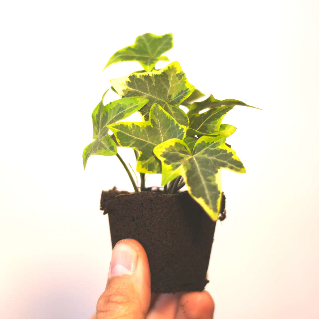 Planta Hedera Trinity – Plantaku